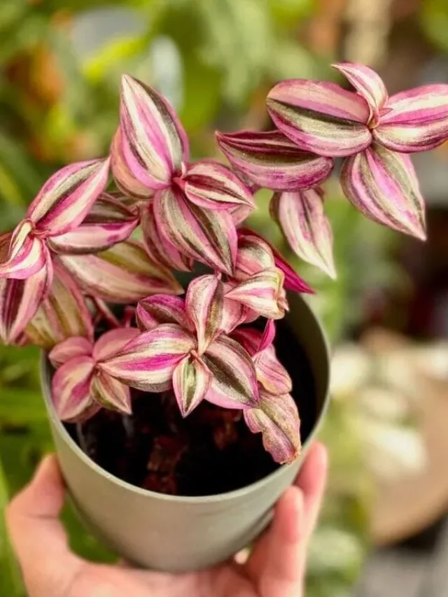 Saiba como Cuidar do Lambari Roxo | Enfeite Decora