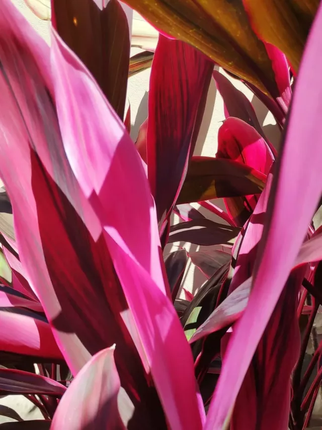 Dracena Rubra: O Toque de Sofisticação para Jardins e Interiores ...