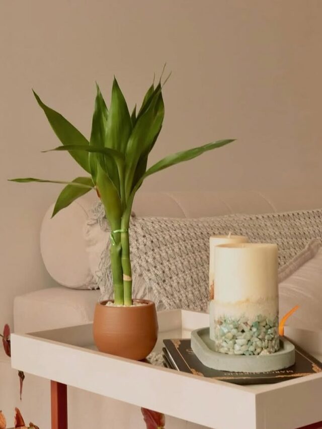 Bambu da sorte: a planta minimalista que segue em alta em 2026 ...